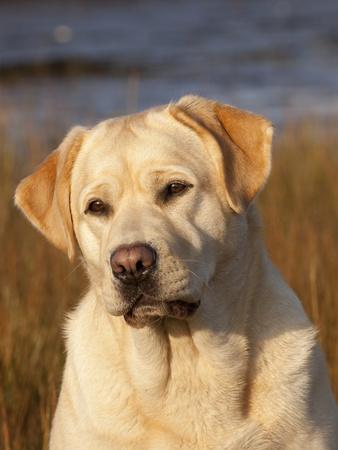 'Yellow Labrador Retriever, Portrait' Photographic Print - Lynn M ...