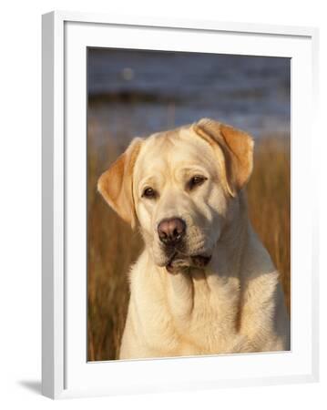 'Yellow Labrador Retriever, Portrait' Photographic Print - Lynn M ...