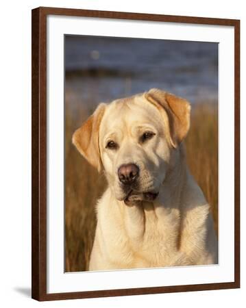 'Yellow Labrador Retriever, Portrait' Photographic Print - Lynn M ...