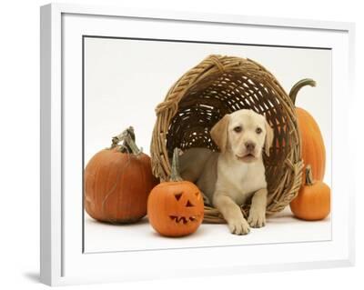 'Yellow Labrador Retriever Pup Lying in Wicker Basket and Pumpkins at ...