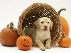 'Yellow Labrador Retriever Pup Lying in Wicker Basket and Pumpkins at ...