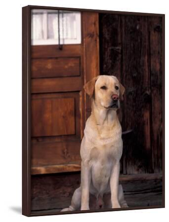 'Yellow Labrador Retriever Sitting in Front of a Door' Photographic ...