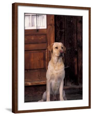 'Yellow Labrador Retriever Sitting in Front of a Door' Photographic ...