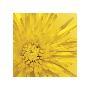 'Yellow Mum III' Giclee Print - Jenny Kraft | AllPosters.com