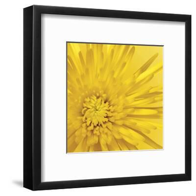 'Yellow Mum III' Giclee Print - Jenny Kraft | AllPosters.com