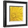 'Yellow Mum III' Giclee Print - Jenny Kraft | AllPosters.com