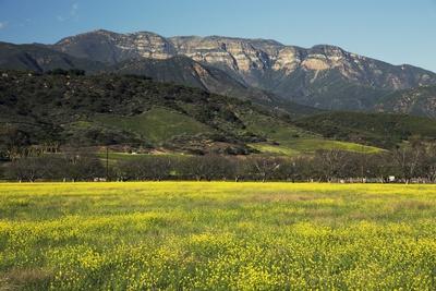 'Yellow Mustard and Topa Topa Mountains in Spring, Upper Ojai ...