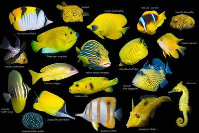 'Yellow tropical reef fish composite image, Indo-Pacific species ...