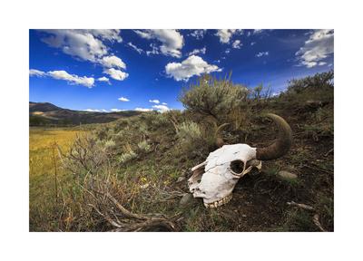 'Yellowstone Bison Skull' Giclee Print - Jason Savage | AllPosters.com