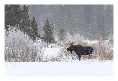 'Yellowstone Moose' Print - Jason Savage | AllPosters.com