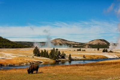 'Yellowstone National Park, USA, Bison, buffalo, Steam, Old Faithful ...