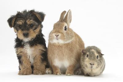 'Yorkshire Terrier-Cross Puppy, 8 Weeks, with Guinea Pig and Sandy ...