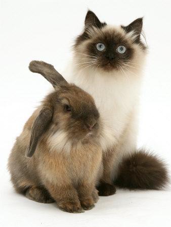 'Young Birman-Cross Cat with Dwarf Lionhead Rabbit' Photographic Print ...