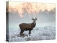 Young Red Deer Buck Standing in the Frosted Grass on an Early Cold ...