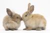 'Young Sandy Rabbits Kissing' Photographic Print - Mark Taylor ...