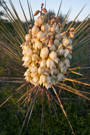 'Yucca (Yucca Sp) Blooming in Texas Hill Country, Texas, USA ...