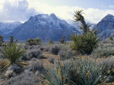 'Yuccas Below Snow Covered Cliffs & Clearing Winter Storm, Red Rock ...