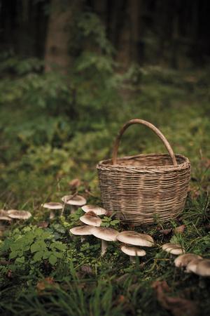 'Fungi Basket' Giclee Print - Zaira Zarotti | AllPosters.com