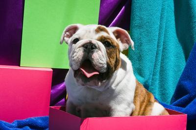 Bulldog Puppy Sitting in Colorful Box Photographic Print - Zandria ...