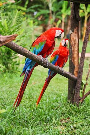 'Parrots: Scarlet Macaw (Ara Macao)' Photographic Print - zanskar ...