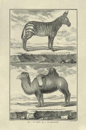 'Zebra and Camel' Prints - Denis Diderot | AllPosters.com
