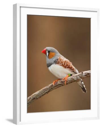 'Zebra Finch' Photographic Print - Adam Jones | AllPosters.com