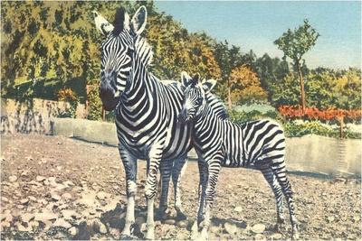 'Zebra Mother and Colt' Posters | AllPosters.com