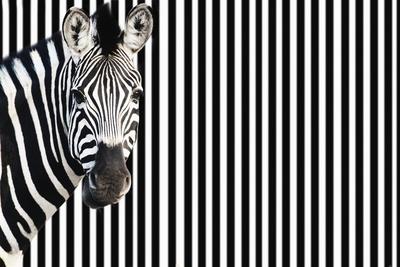 'Zebra on Striped Background, Looking at Camera' Photo | AllPosters.com