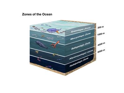 'Zones of the Ocean' Posters - Spencer Sutton | AllPosters.com