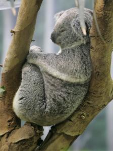 Koalas, Posters and Prints at Art.com