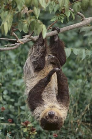 Sloths, Posters and Prints at Art.com