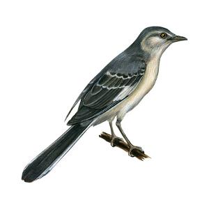 Mockingbird, Posters and Prints at Art.com