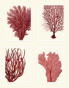 Coral, Posters and Prints at Art.com