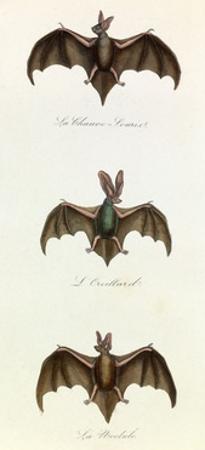 Bats, Posters and Prints at Art.com
