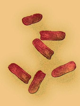 Bacteria & Diseases, Posters and Prints at Art.com