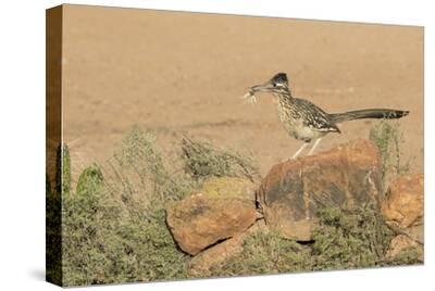 Road Runner Photography