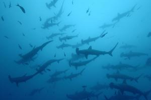 Sharks, Posters and Prints at Art.com