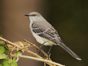 Mockingbird, Posters and Prints at Art.com