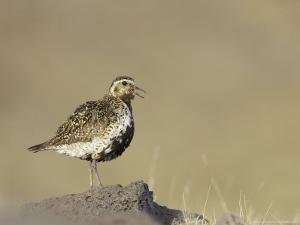 Plovers, Posters and Prints at Art.com