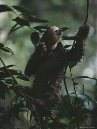 Sloths, Posters and Prints at Art.com