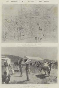 Melton Prior, Posters and Prints at Art.com