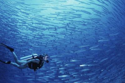 Scuba Diving, Posters and Prints at Art.com