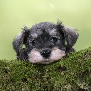Schnauzer, Posters and Prints at Art.com