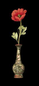 Poppy, Posters and Prints at Art.com