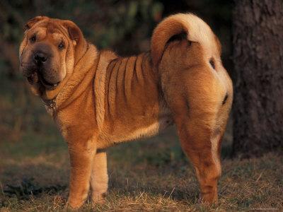 'Shar Pei Portrait Showing the Curled Tail and Wrinkles on the Back ...