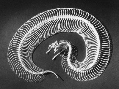 'Skeleton of a 4-Foot-Long Gaboon Viper, Showing 160 Pairs of Movable ...