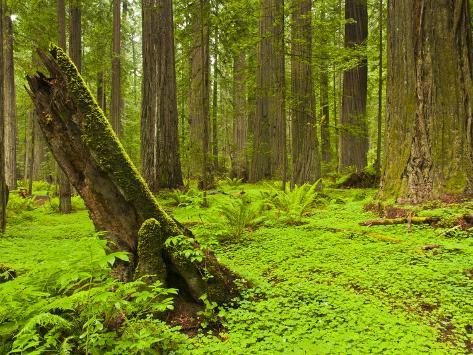 Forest Floor, Humboldt Redwood National Park, California, USA ...
