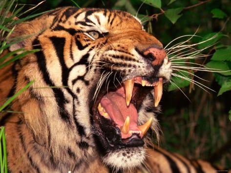 Close Up of Bengal Tiger Showing Teeth Photographic Print - AllPosters ...