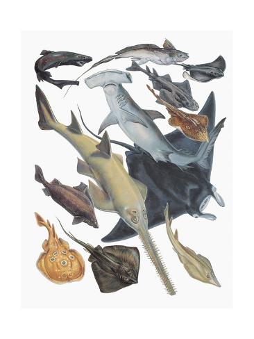 Close-Up of Fish of the Selachii Family Print - AllPosters.co.uk