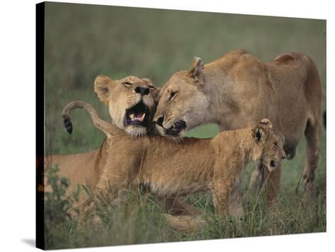 Lion Cub Nuzzling Adult Lions Photographic Print by DLILLC at ...